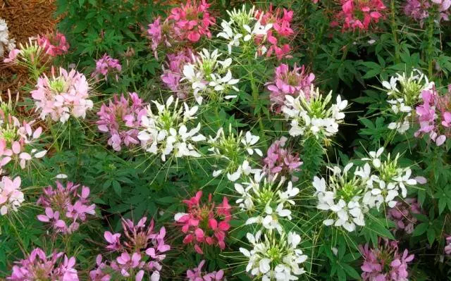 Cleoma kweken uit zaden bij het planten van zaailingen 5448_10