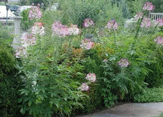 Cleoma kweken uit zaden bij het planten van zaailingen 5448_11