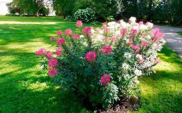 Cleoma kweken uit zaden bij het planten van zaailingen 5448_17