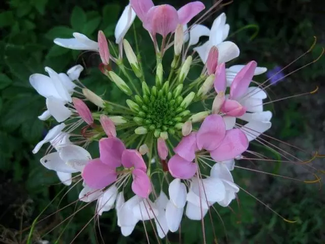 Cleoma kweken uit zaden bij het planten van zaailingen 5448_18