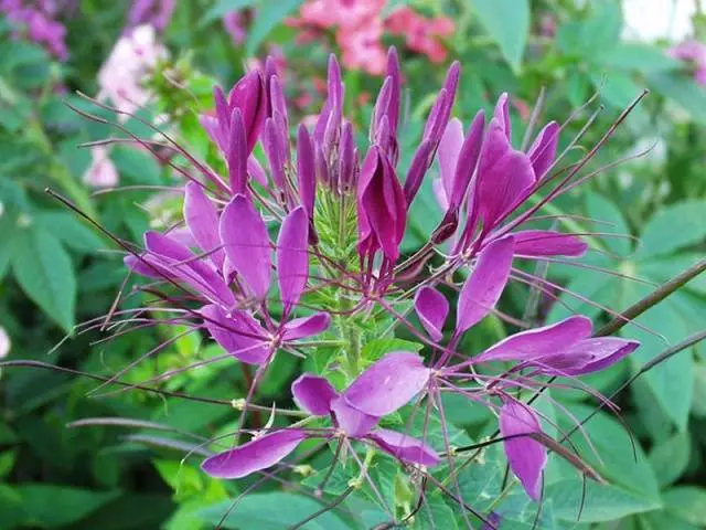 Cleoma kweken uit zaden bij het planten van zaailingen 5448_2