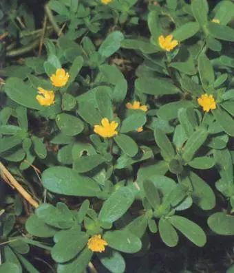 Tuinpurslane: hoe om dit te verwyder 5466_3