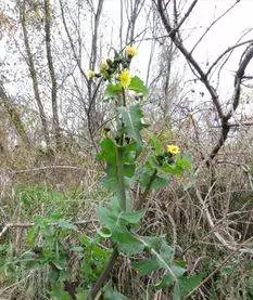 Талбайн тариалангийн Thistle: гэрэл зураг, тайлбар 5473_2