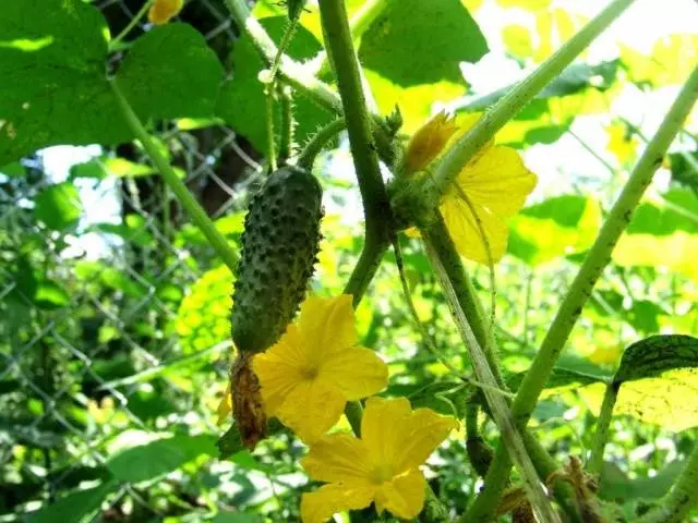 Bee-pollinated cucumber varieties 5478_1