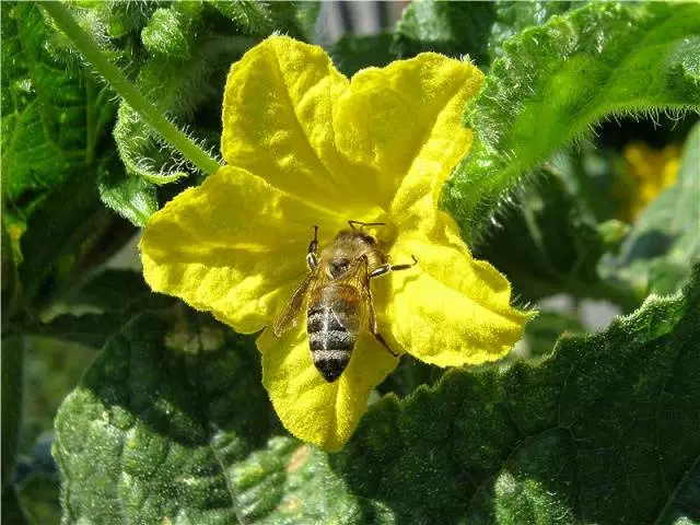 Variedades de pepino polinizado abella 5478_2