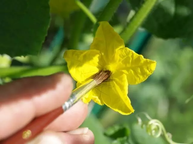 Bee-pollinated cucumber varieties 5478_4