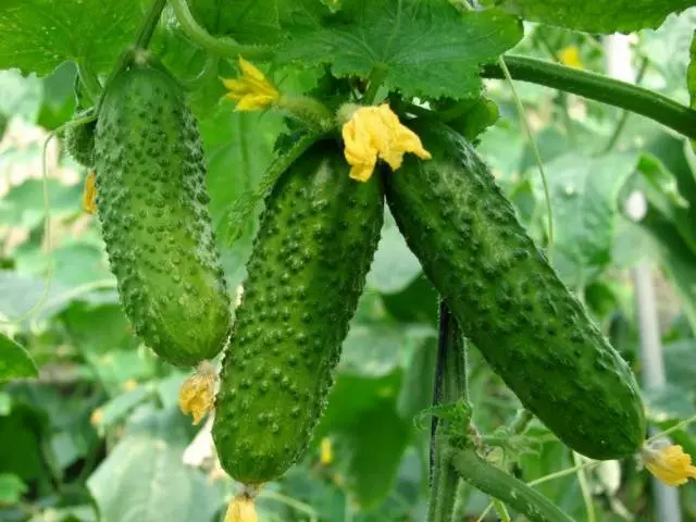 Bee-pollinated cucumber varieties 5478_8