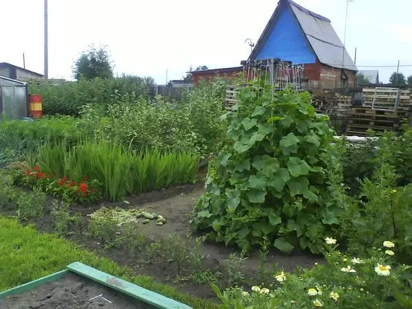 Como cultivar pepinos sen invernadoiro e invernadoiro 5479_1