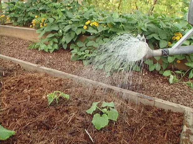 Como cultivar pepinos sen invernadoiro e invernadoiro 5479_10