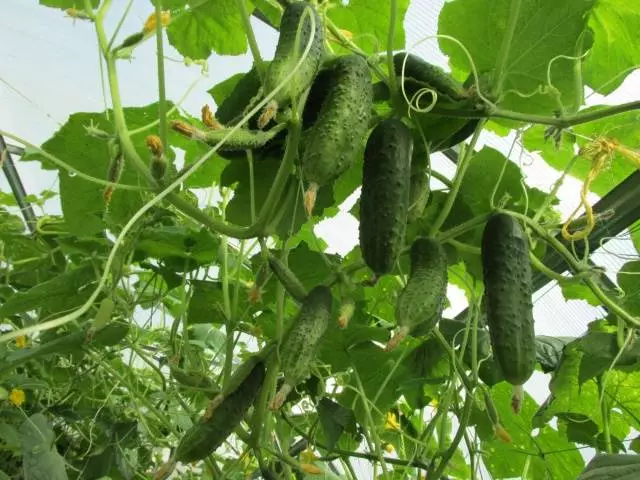 Como cultivar pepinos sen invernadoiro e invernadoiro 5479_6