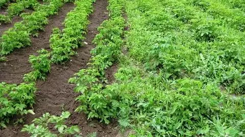 Herbicides per a patates 5488_10