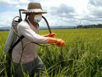 Herbicides per a patates 5488_11