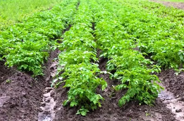 Herbicides per a patates 5488_2