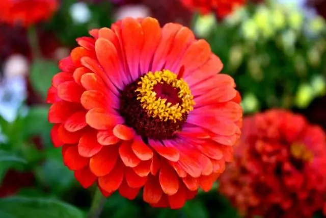 Zinnia: groeien uit zaad, wanneer te planten voor zaailingen 5490_1