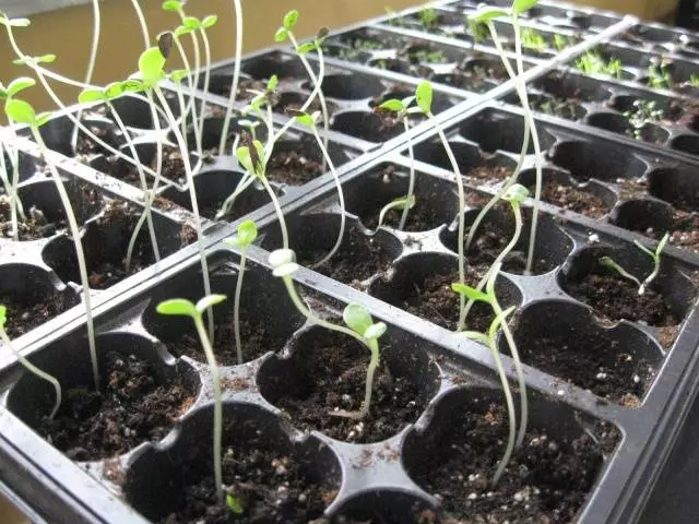 Zinnia: creciendo a partir de semillas, cuándo plantar para plántulas 5490_10