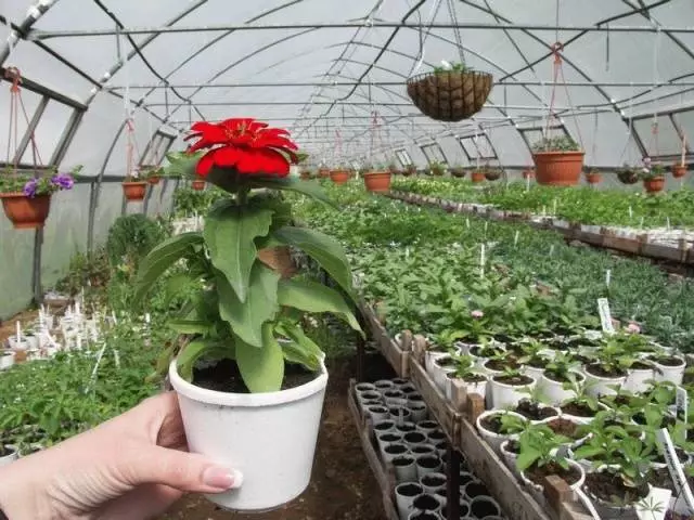 Zinnia: groeien uit zaad, wanneer te planten voor zaailingen 5490_11