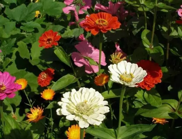 Zinnia: groeien uit zaad, wanneer te planten voor zaailingen 5490_12