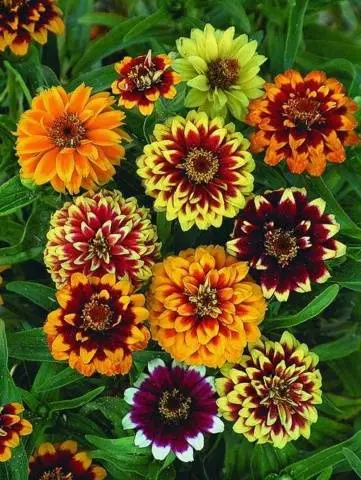 Zinnia: hazitik hazten da, noiz landatu plantulak 5490_13