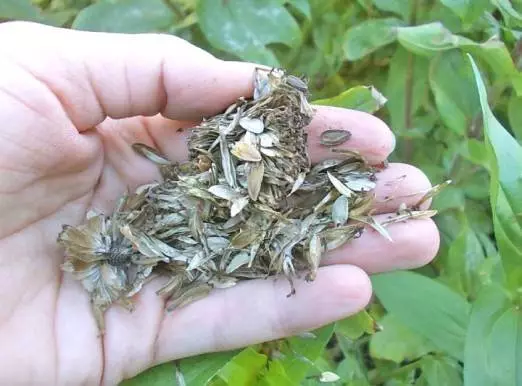 Zinnia: groeien uit zaad, wanneer te planten voor zaailingen 5490_14