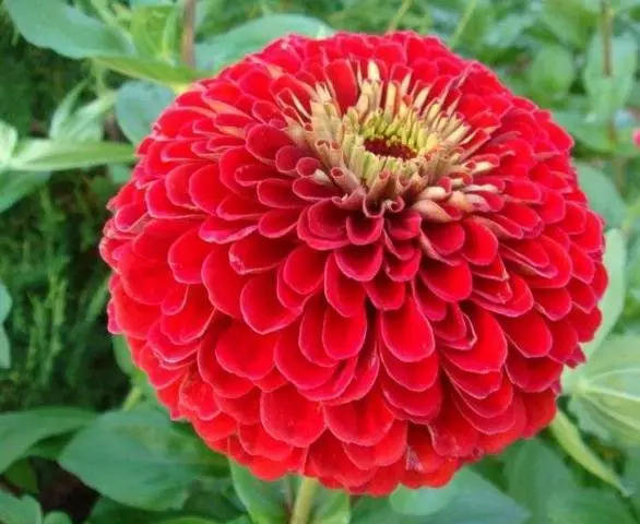 Zinnia: groeien uit zaad, wanneer te planten voor zaailingen 5490_2