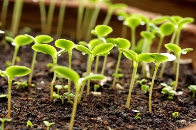 Zinnia: groeien uit zaad, wanneer te planten voor zaailingen 5490_24