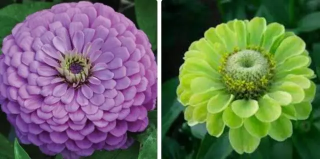 Zinnia: groeien uit zaad, wanneer te planten voor zaailingen 5490_3