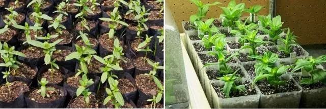 Zinnia: creciendo a partir de semillas, cuándo plantar para plántulas 5490_4