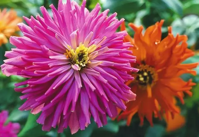 Zinnia: groeien uit zaad, wanneer te planten voor zaailingen 5490_5