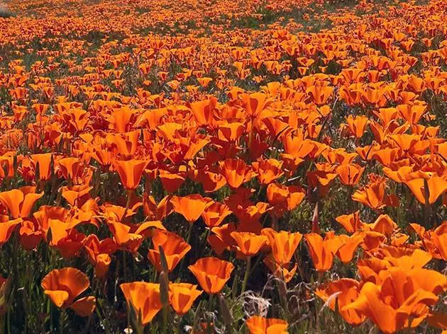 Escholzia en crecemento a partir de sementes: cando plantar 5494_1