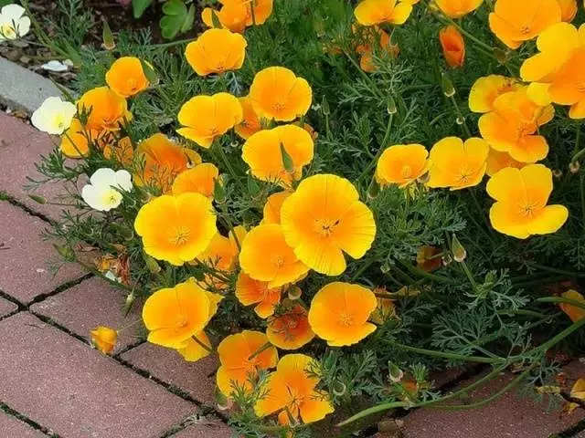 Escholzia en crecemento a partir de sementes: cando plantar 5494_11