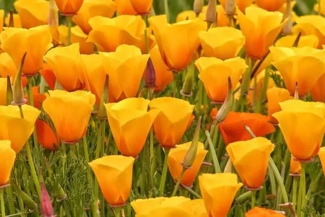 Escholzia en crecemento a partir de sementes: cando plantar 5494_16