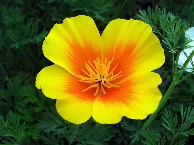 Escholzia en crecemento a partir de sementes: cando plantar 5494_20