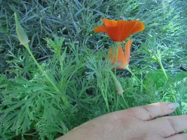 Escholzia en crecemento a partir de sementes: cando plantar 5494_3