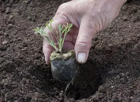 Escholzia en crecemento a partir de sementes: cando plantar 5494_36