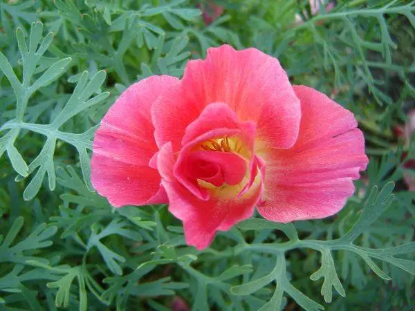 Escholzia en crecemento a partir de sementes: cando plantar 5494_40