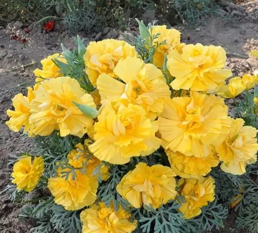 Escholzia en crecemento a partir de sementes: cando plantar 5494_5