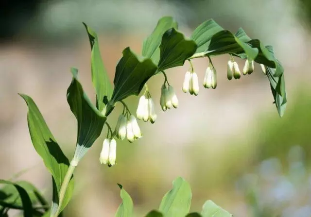 Kupena（鈴蘭）：在空地上種植和照顧，照片和描述，類型