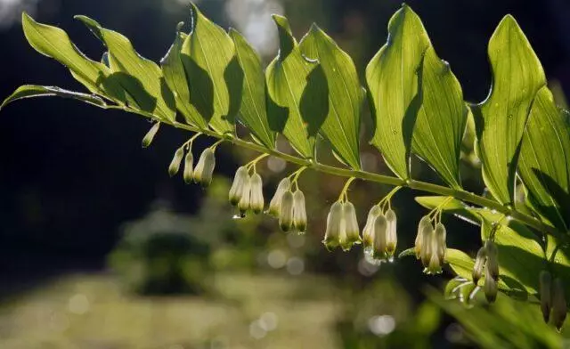 Kupena (xardín do xardín): plantación e coidado en campo aberto, foto e descrición, tipos 54_10