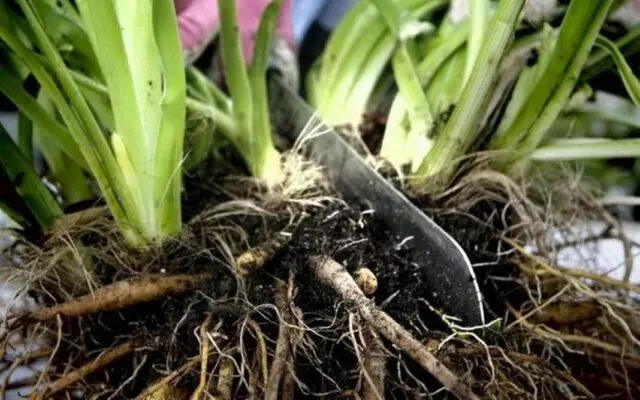 Kupena (xardín do xardín): plantación e coidado en campo aberto, foto e descrición, tipos 54_15