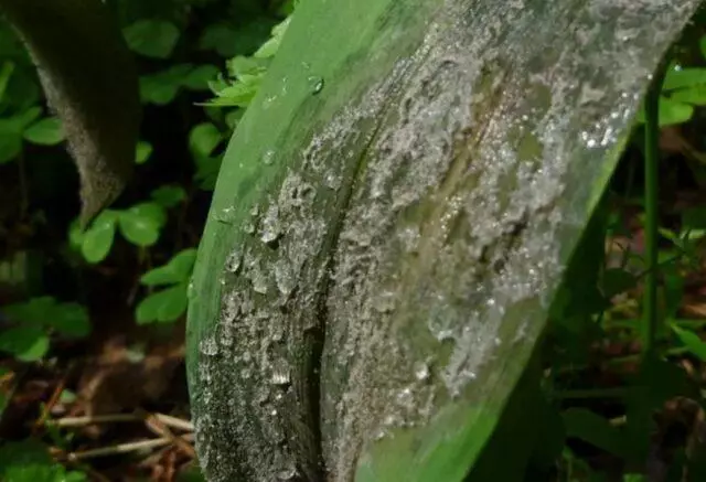 Kupena (xardín do xardín): plantación e coidado en campo aberto, foto e descrición, tipos 54_17