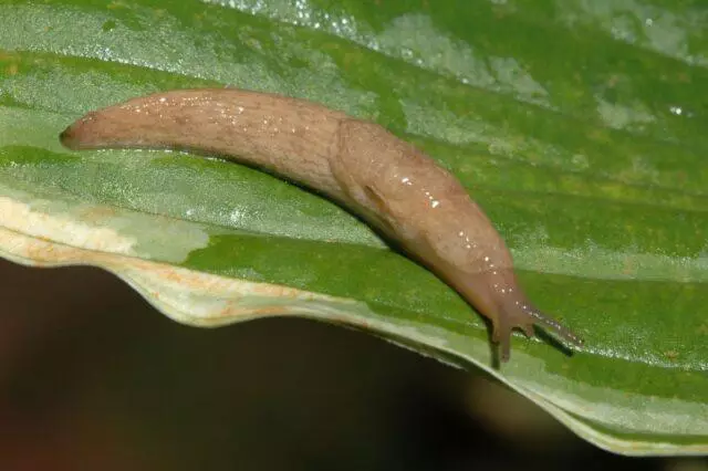 Kupena (ubusitani bwa lili yikibaya): gutera no kwita kumurima ufunguye, ifoto nibisobanuro, ubwoko 54_18