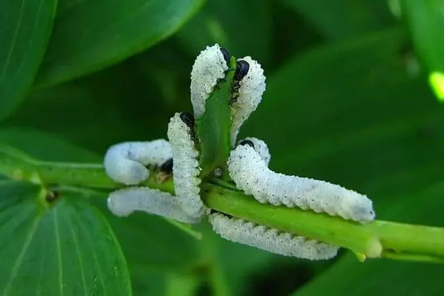 Kupena (hoa huệ vườn của thung lũng): trồng và chăm sóc ngoài đồng, ảnh và mô tả, các loại 54_19