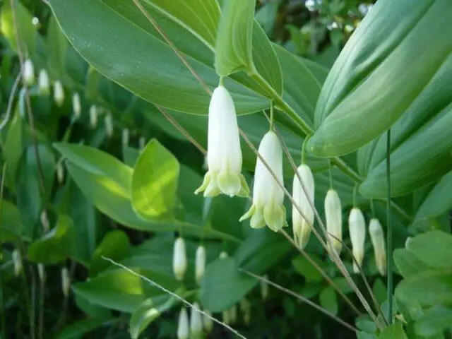 Kupena (xardín do xardín): plantación e coidado en campo aberto, foto e descrición, tipos 54_21