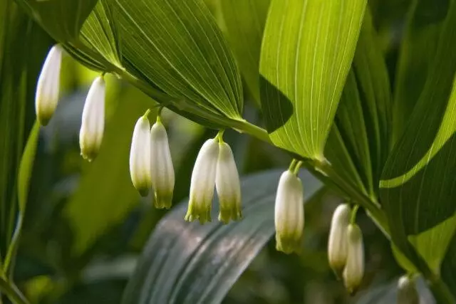 Kupena (xardín do xardín): plantación e coidado en campo aberto, foto e descrición, tipos 54_23