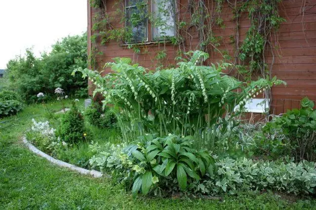 Kupena (xardín do xardín): plantación e coidado en campo aberto, foto e descrición, tipos 54_31