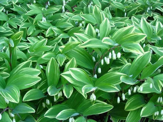 Kupena (xardín do xardín): plantación e coidado en campo aberto, foto e descrición, tipos 54_6