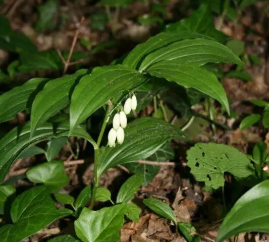 Kupena (xardín do xardín): plantación e coidado en campo aberto, foto e descrición, tipos 54_7