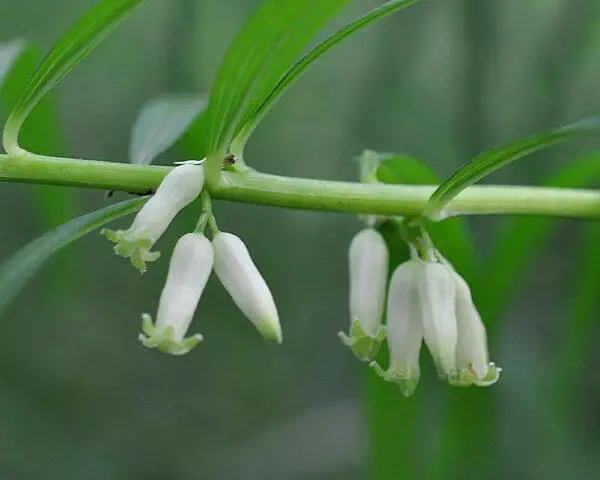 Kupena (hoa huệ vườn của thung lũng): trồng và chăm sóc ngoài đồng, ảnh và mô tả, các loại 54_8