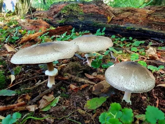 Motley champignon: kumaha rupana, dimana tumuh, kagunaan, kumaha ngabédakeunana, poto 5508_1