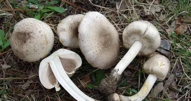 Motley champignon: ihe ọ dị ka, ebe ọ na -eto, oriri, ka esi amata ya, foto 5508_3